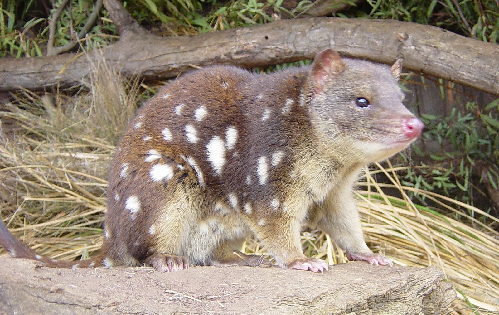 Quoll Spotted Tailed | Amazing Facts & Latest Pictures | Animals Lover