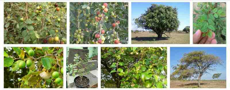 Ciri-Ciri dan Manfaat Tumbuhan Bidara untuk Kesehatan - ShareAyoo ...