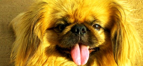 ** Mundo Pet Magazine **: Pequinês