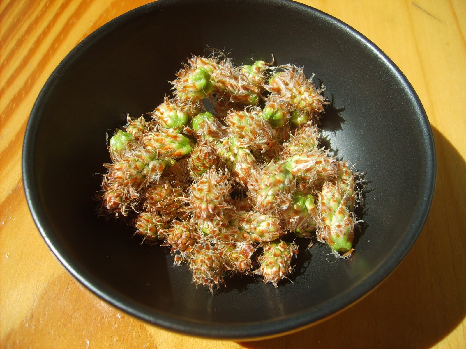 Mes grimoires bio: Les bourgeons de pin