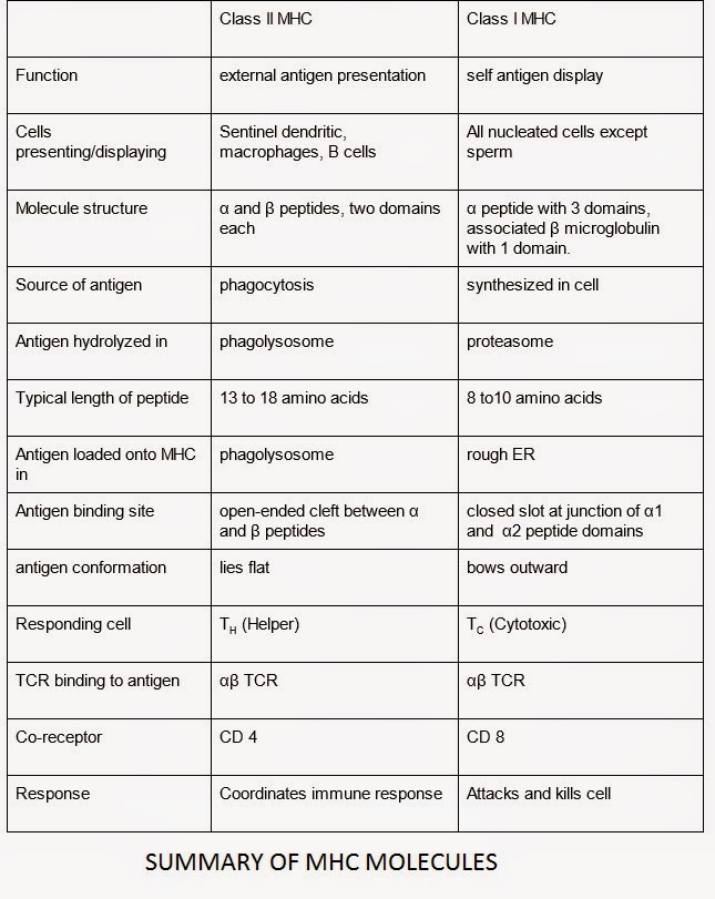 BIOLOGY WRITE-UP - BIOLOGY ARTICLES: MAJOR HISTOCOMPATIBILTY COMPLEX ...