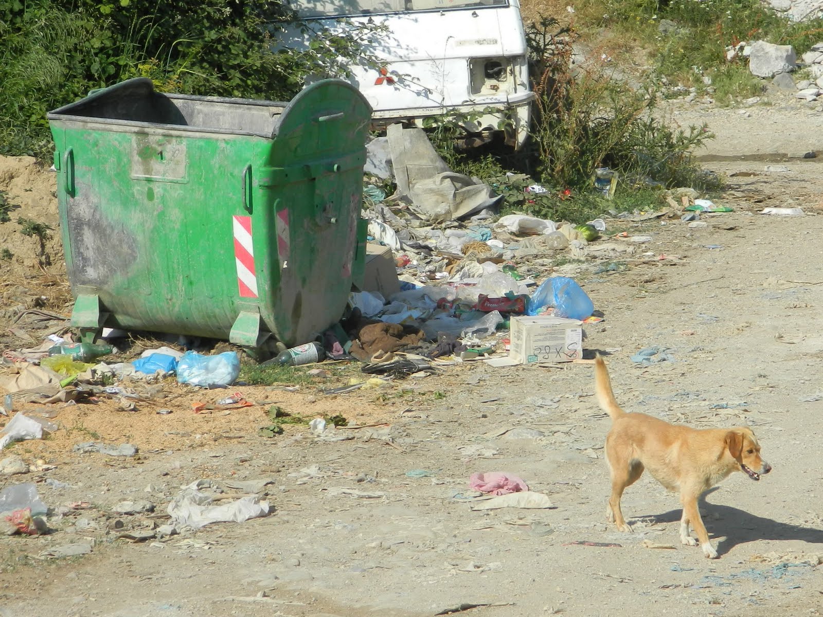 The Chapman 6: On trash and stray dogs