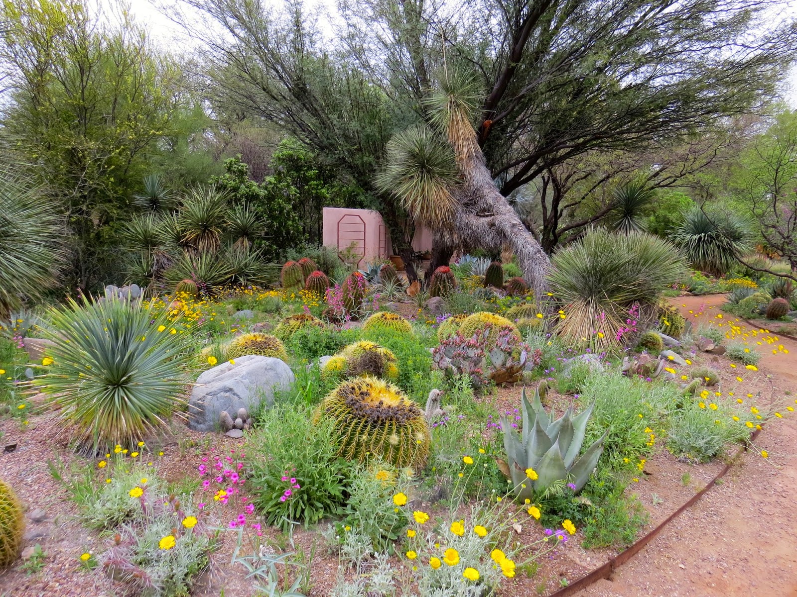 Babs' Birding Experiences : Boyce Thompson Arboretum