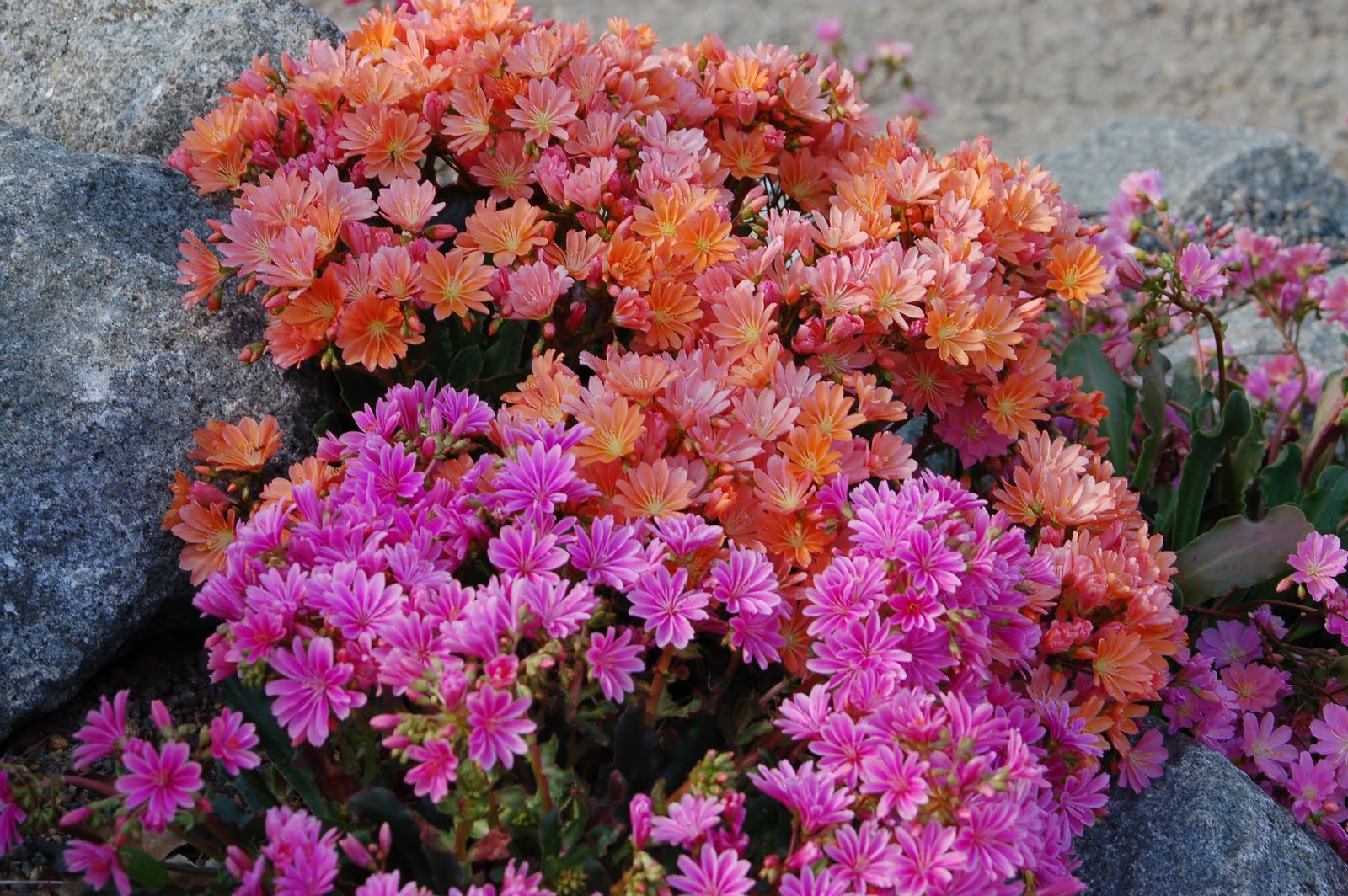Wild Ginger Farm News Blog: Lewisia cotyledon