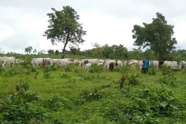 Photos: Police recover 300 cows from notorious cattle rustlers in Niger ...