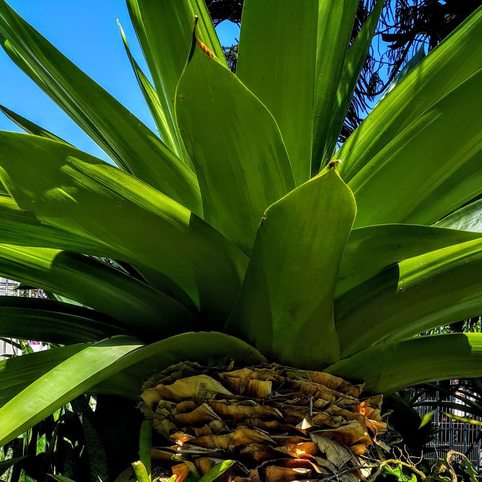 "Verdade//aspas" : 👪 Bromeliaceae (Alcantarea imperialis)