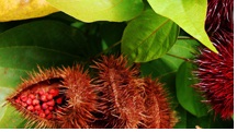 plantas medicinales: ACHIOTE