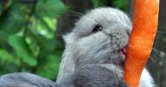 RABIT-Kunići su vrlo privrženi,dragi,veseli i inteligentni kućni ...