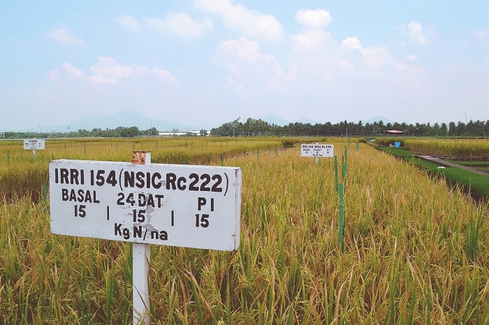 IRRI Riceworld Museum Tour - For Urban Women - Awarded Top 100 Urban ...