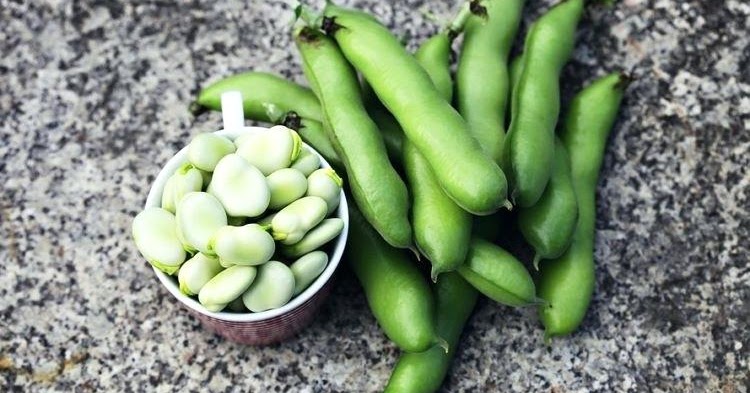 How to Grow Pinto Beans - Kilimo Hai