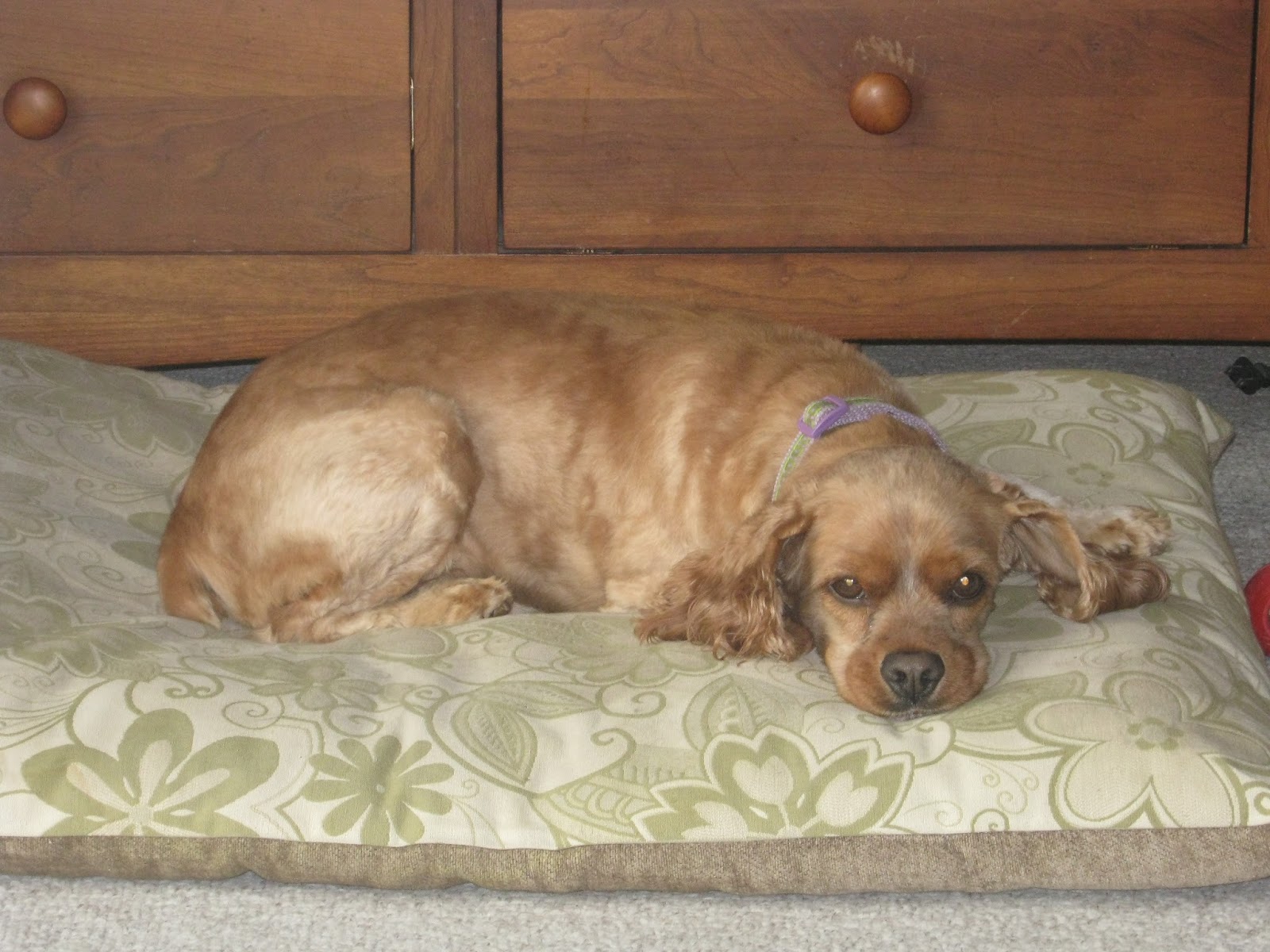 Cocker Spaniel Adoption Center Blog