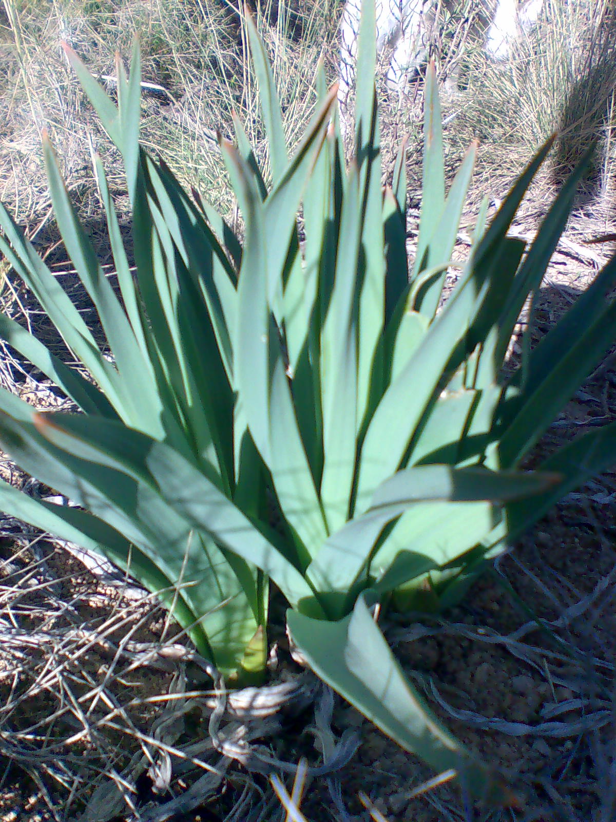 Aventuras en la Palma d´Ebre: EL ETERNO RETORNO DE LOS GAMONES