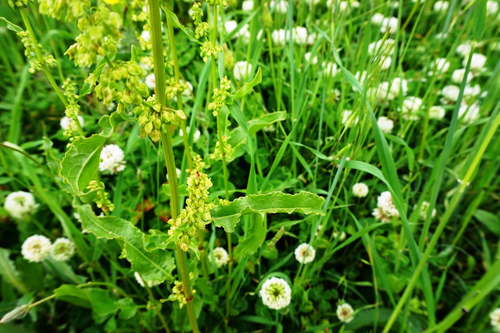 Plantas de Huerta Otea, Salamanca: Acedera brava (Rumex crispus)