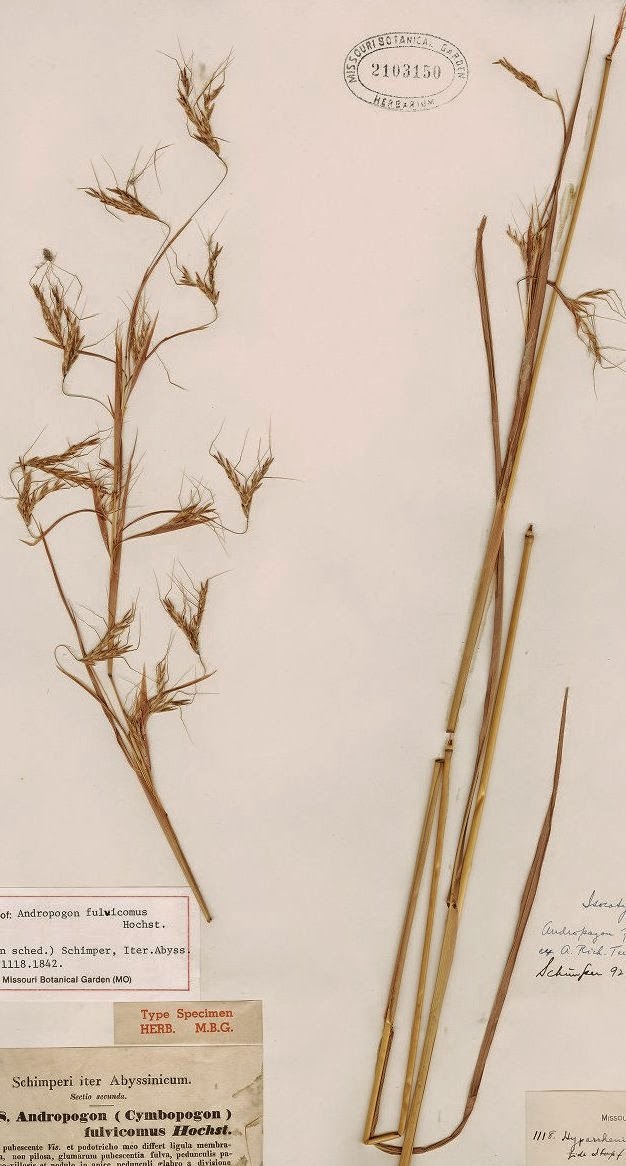 Flora de Puerto Rico Ilustrada Papo Vives: POACEAE HYPARRHENIA RUFA