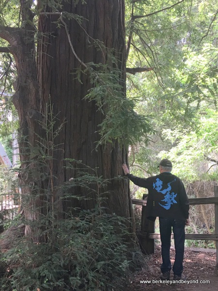 Weekend Adventures Update: Palo Alto: El Palo Alto Park; things to do