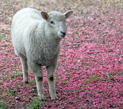 Getting Stitched on the Farm: Pink Petal Carpet and a Bunny Visit