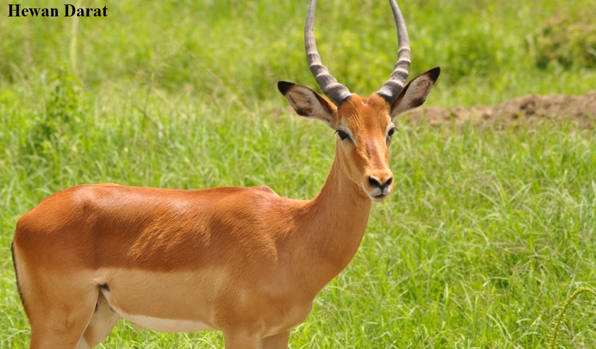 Cara Bergerak Hewan Secara Lengkap