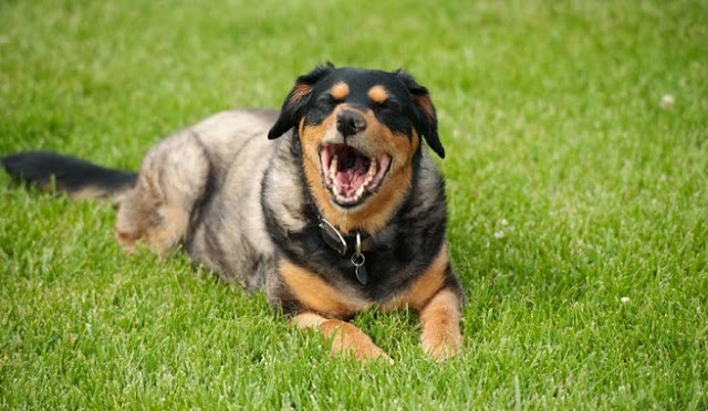 Tipos de tos en perros - Ecomundo