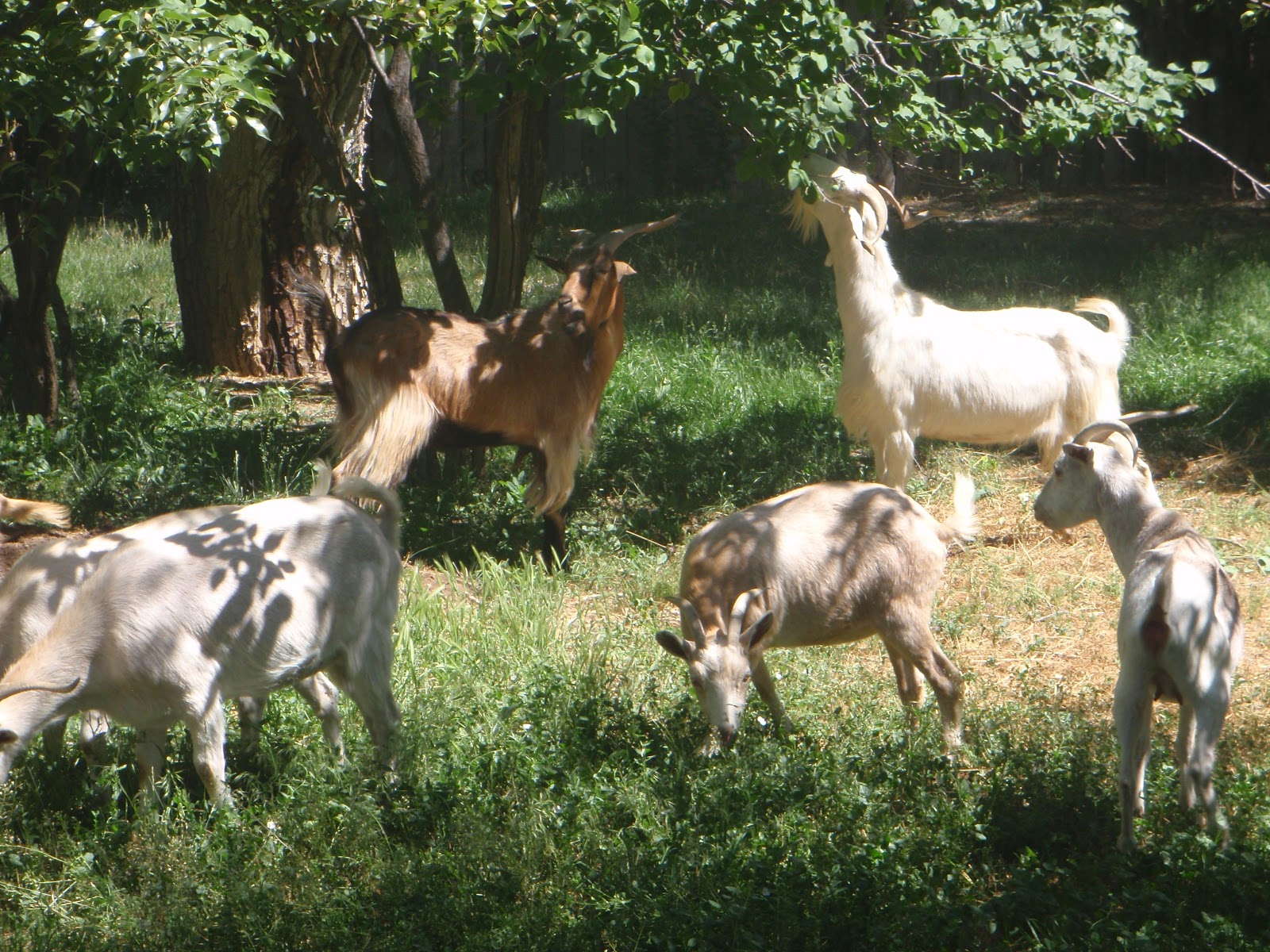 Horned Locust Goatscaping: Yard Goats: In Santa Fe!