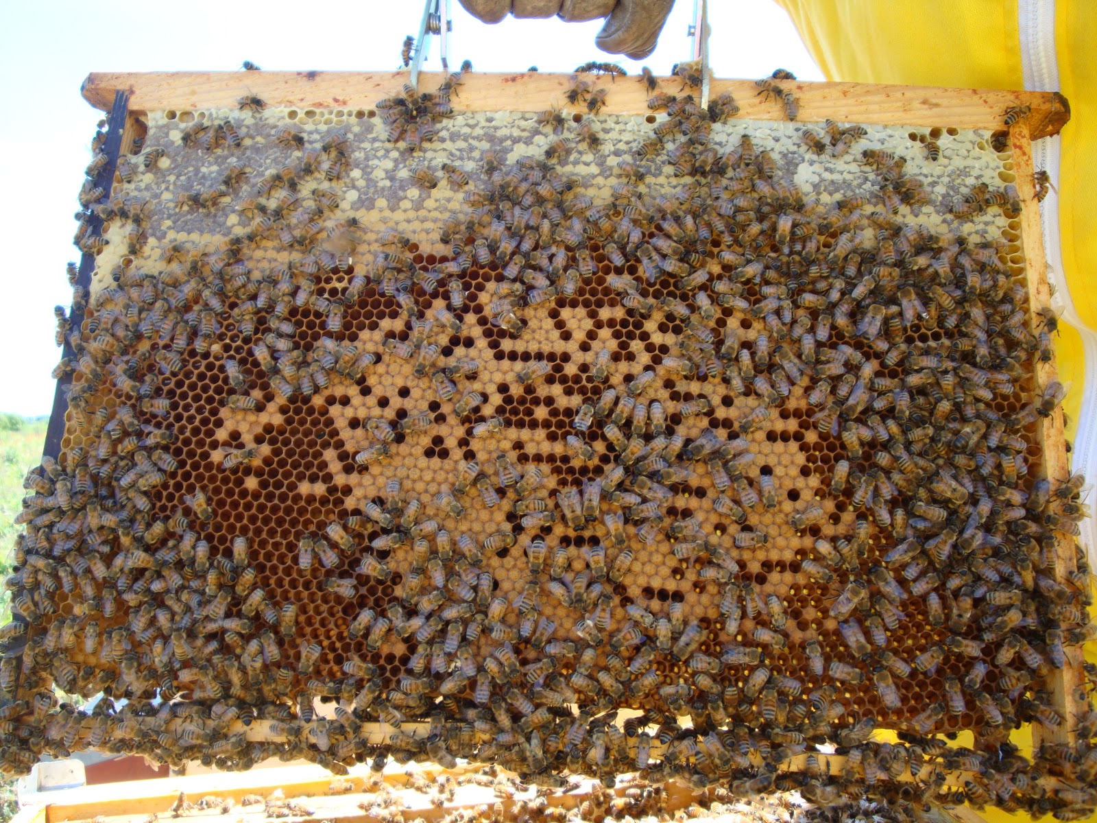 Il fantastico mondo delle api-: Seconda sciamatura e controllo celle ...