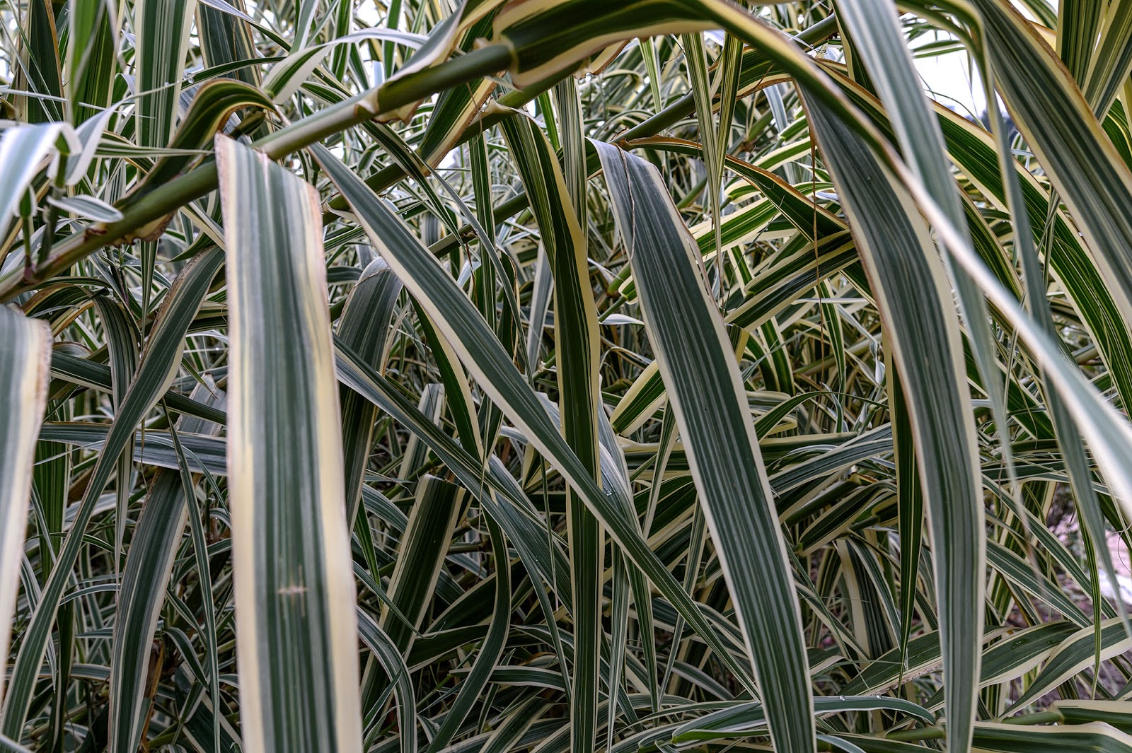 Bubba's Garage: Photos of Biltmore Gardens in the Fall
