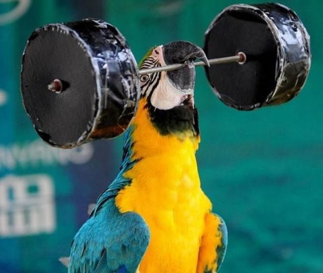 AJORBAHMAN'S COLLECTION: Incredible Abilities of Parrots Revealed at ...