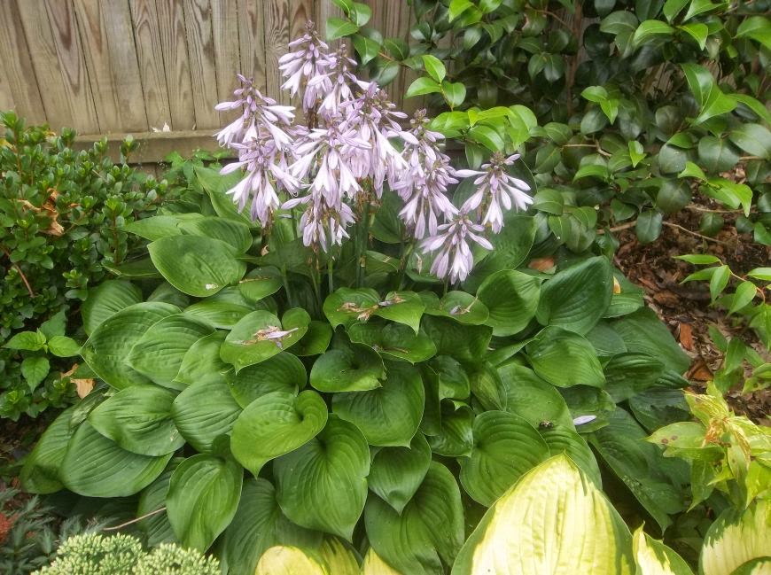 Future Plants by Randy Stewart: Hosta