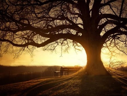 Poemas y frases de amor y amistad - Poesía: A un Olmo Seco | Antonio ...