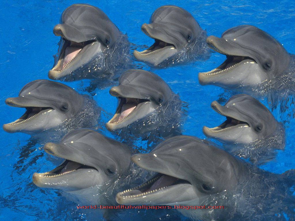 Beautiful Wallpapers: Beautiful Dolphins