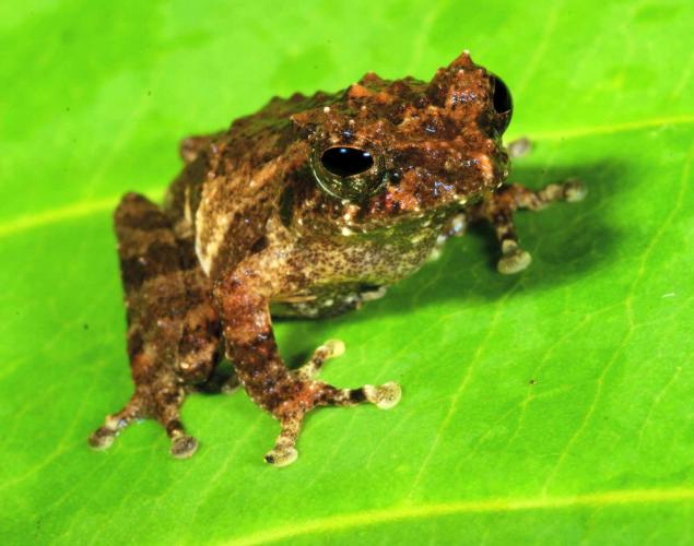 Species New to Science: [Herpetology • 2009] Pseudophilautus tanu & P ...