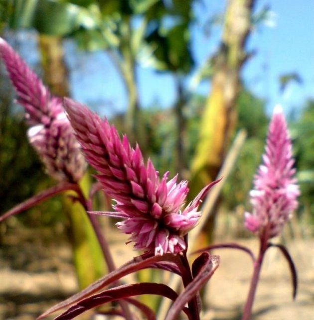 10 Tanaman Liar Yang Ternyata Bermanfaat Bag 1 - Ragam Tanaman