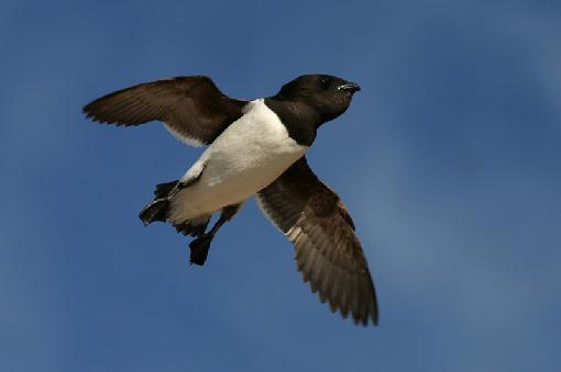 The Beauty Of The Great Auk