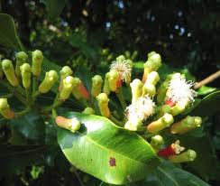 El rincón de Roge: El clavo de olor y sus virtudes