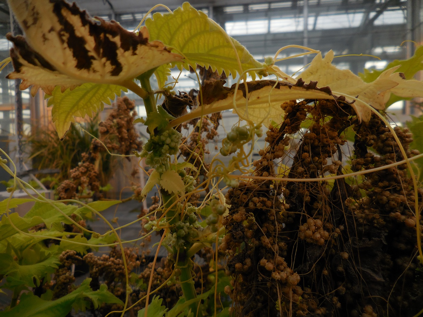 Burger's Onion: Dodder Cultivation