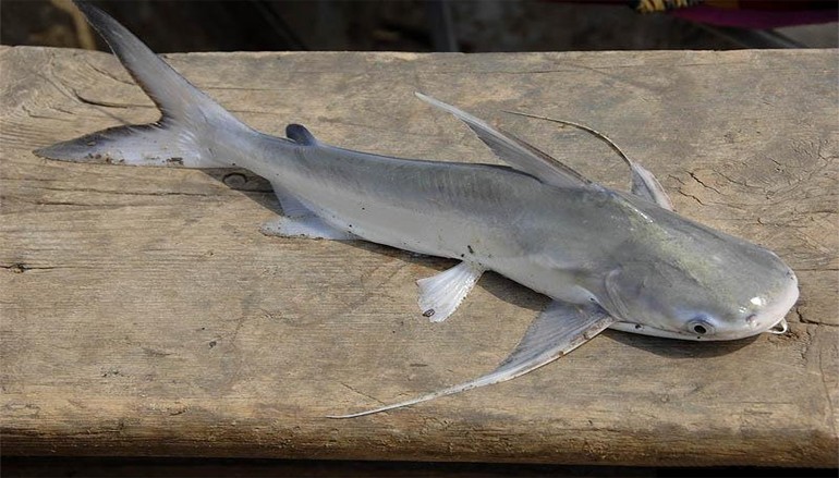 Oppdag Fisk!: Colombiansk Havmalle/Coco Sea Catfish/Gafftopsail/Bagre ...