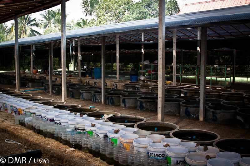 Berita TV Malaysia: Betta Fish farm model