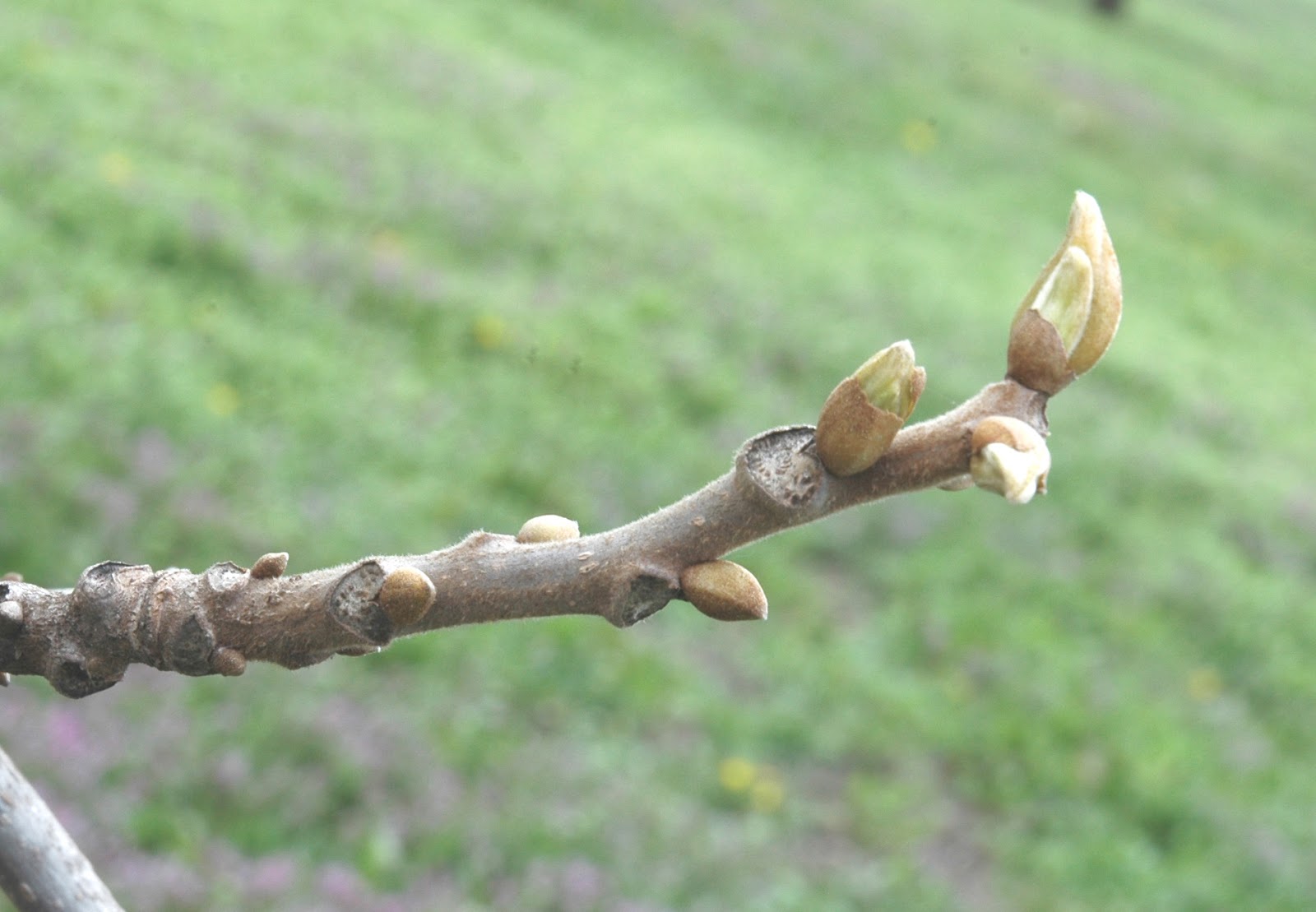 Northern Pecans: Warm night temperatures advance pecan bud break