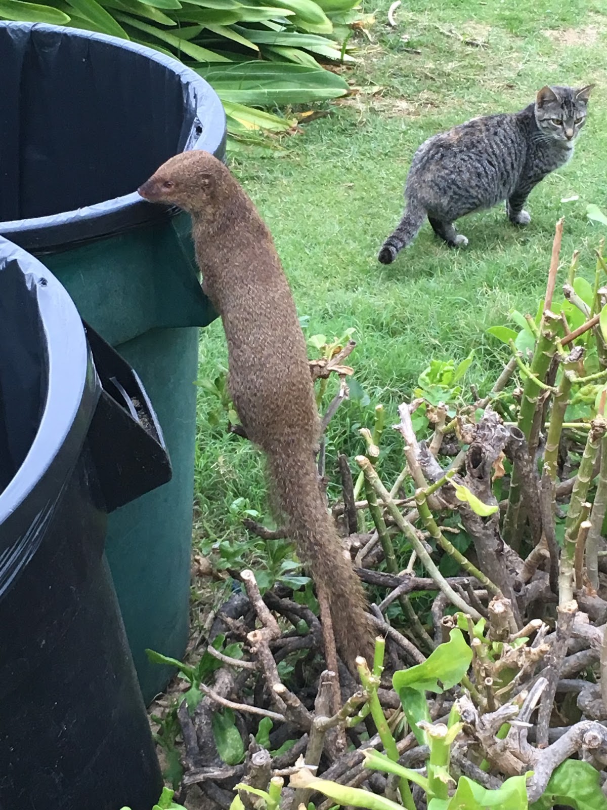 Hanauma Bay's mongoose... time to fine the City and County of Honolulu