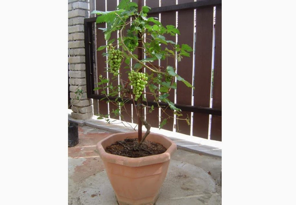 Floras Lovers ... All About Gardening: DIY LOVERZ > Teknik Membuat ...