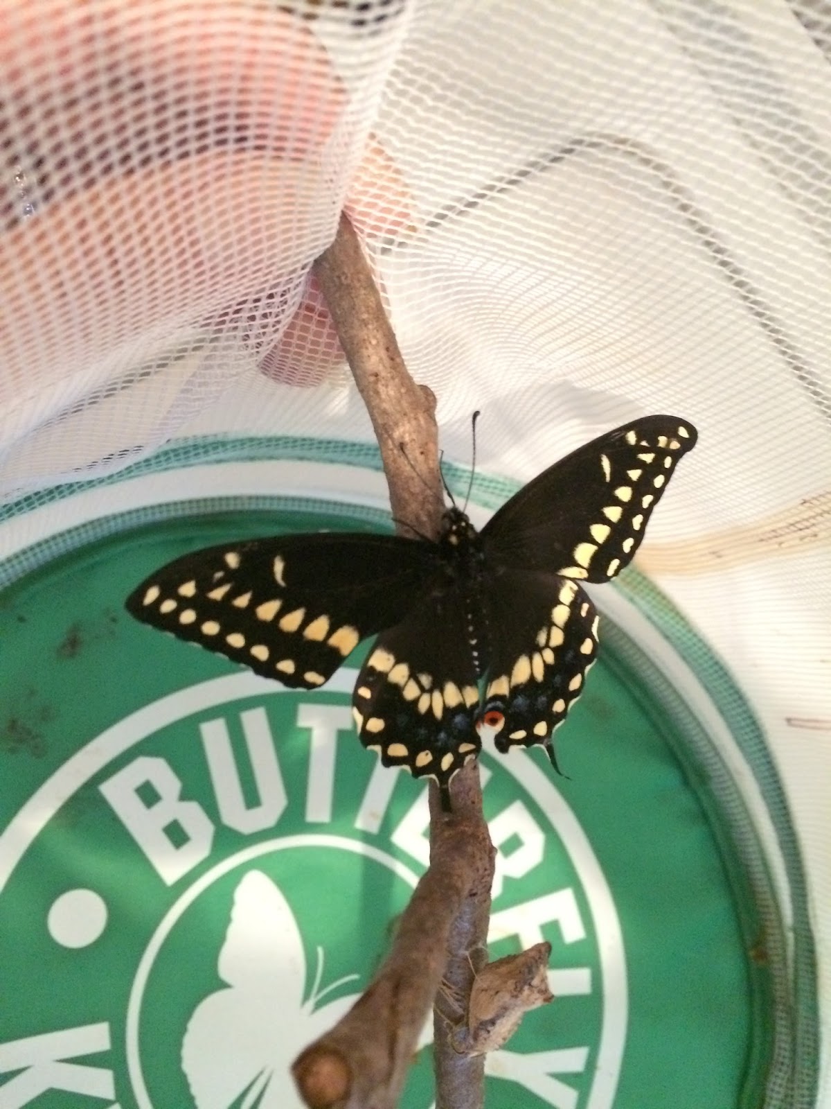 How to Raise Monarch Butterflies: A Basic Guide | The Jersey Momma