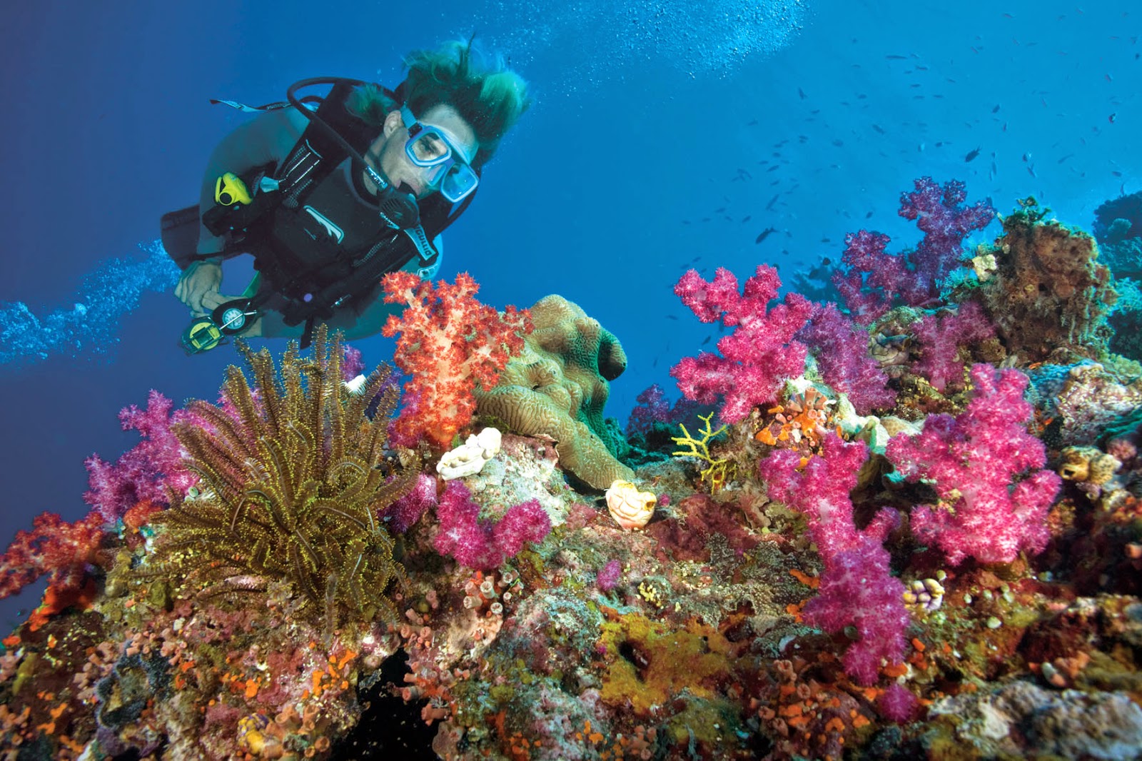 Mengenal Apa Terumbu Karang itu