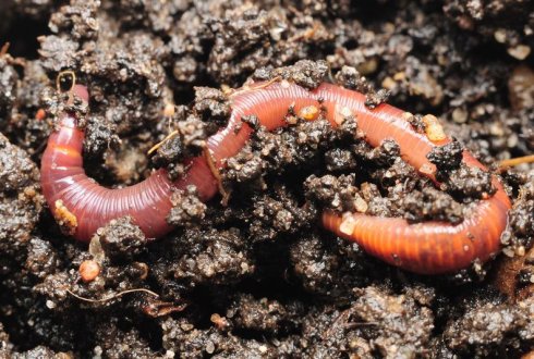 Lombricultura y Compostaje - La Lombriz Roja -: Lombrices, un ...