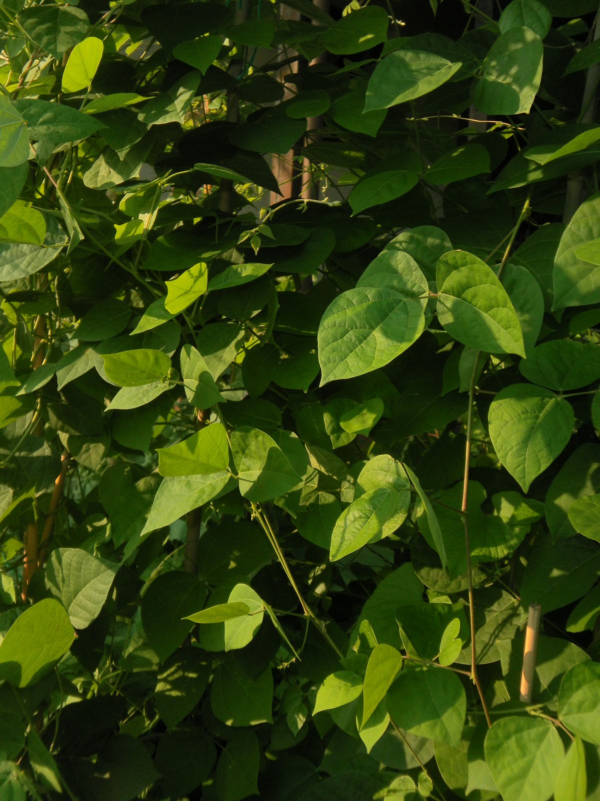 Scirpidiella's Plants: Wild Perennial Hardy Bean (Phaseolus polystachios)