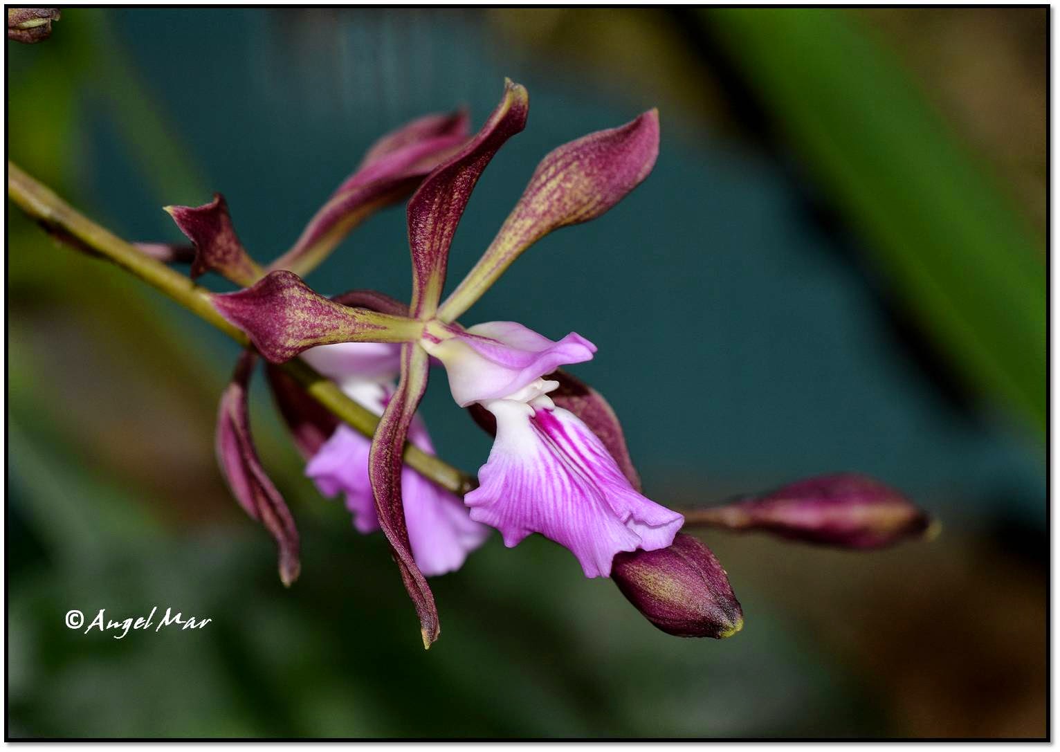 Orquídeas Blog de Angel Mar: Encyclia phoenicea (Una orquídea cubana ...