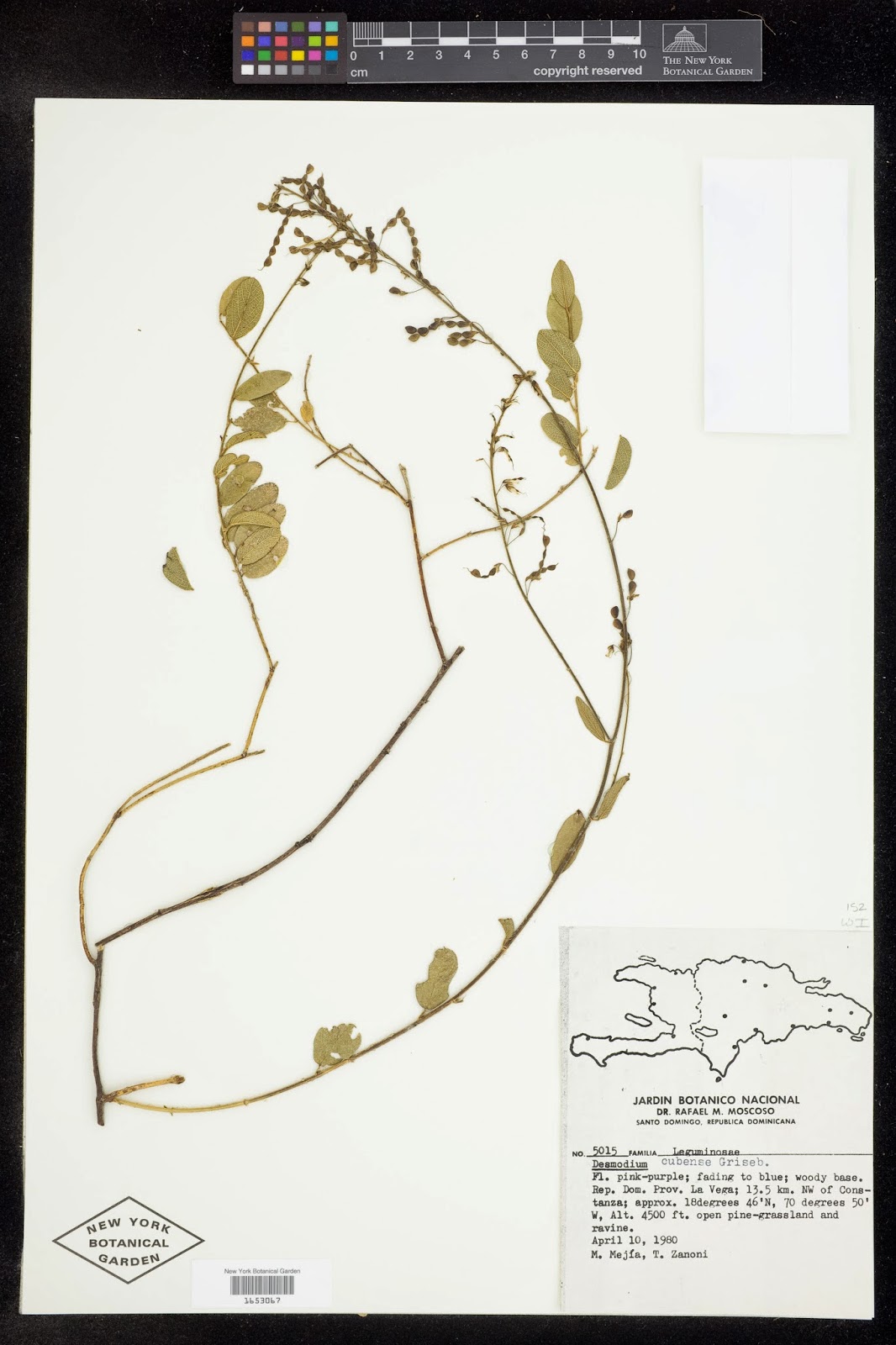 Flora de Puerto Rico Ilustrada Papo Vives: FABOIDEAE DESMODIUM DE UNA ...