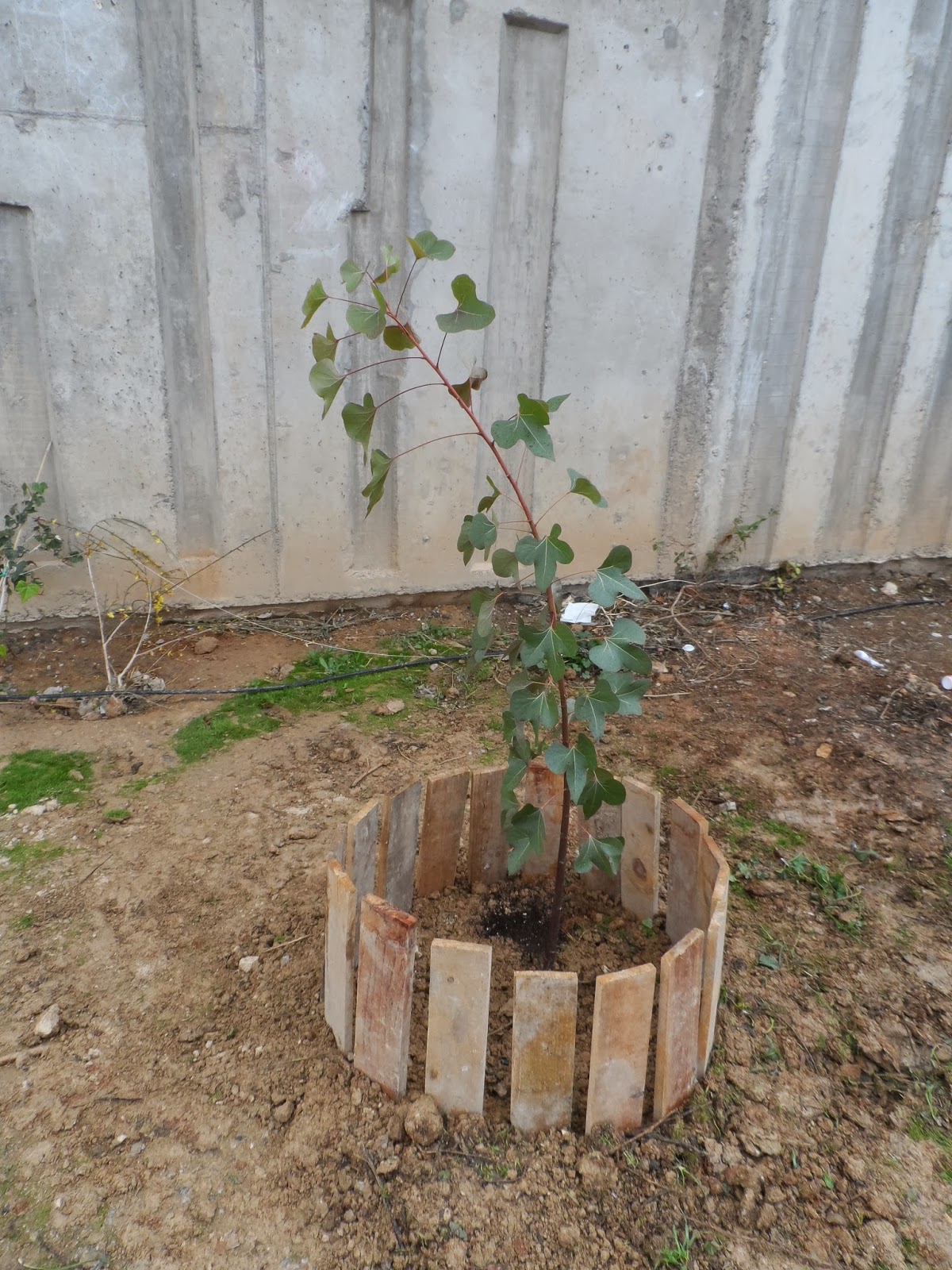 Jardines: Ciencia y arte.: Brachichito o árbol botella.