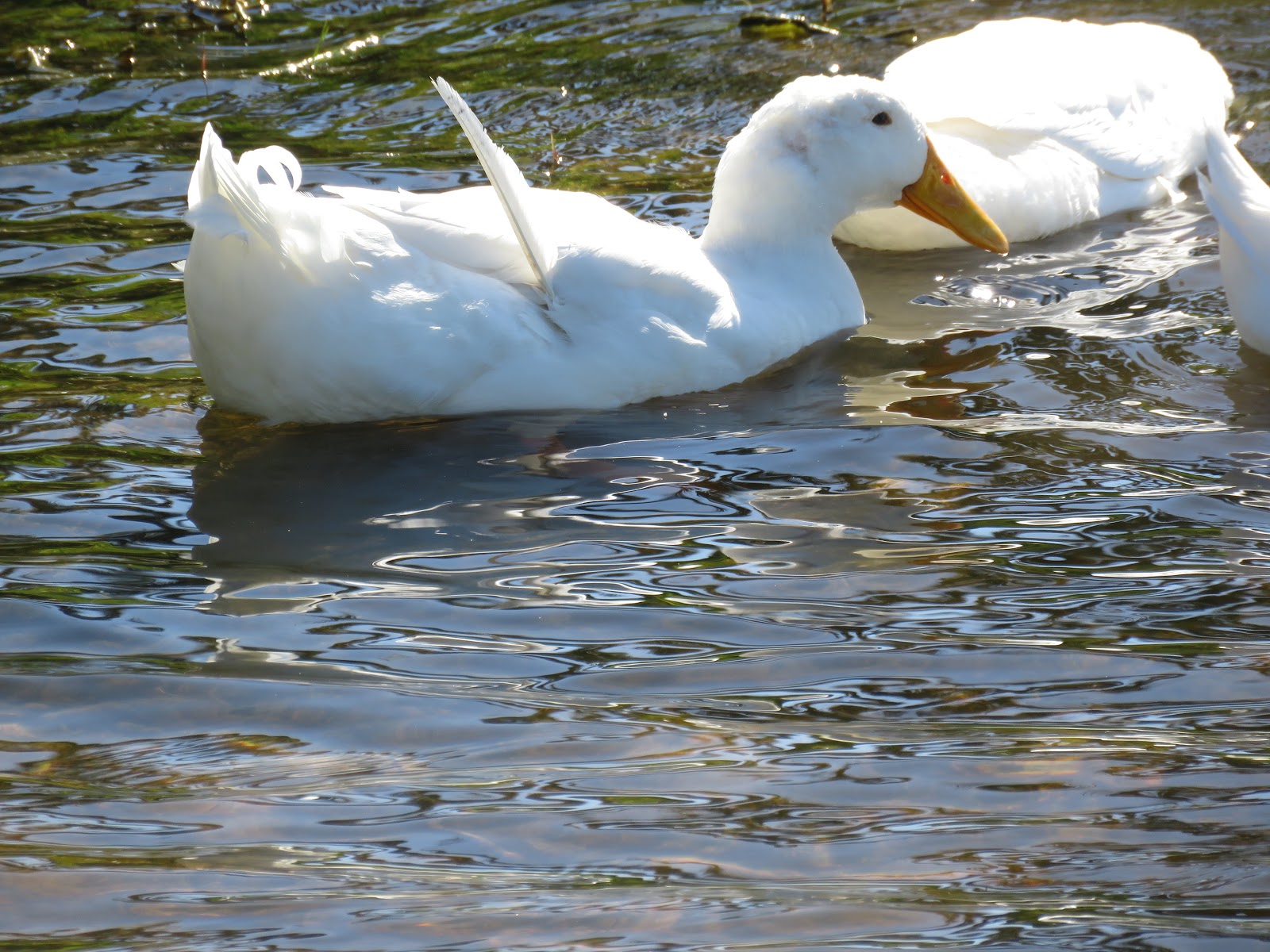 Bird & Travel Photos, Birding Sites, Bird Information: AMERICAN PEKING ...