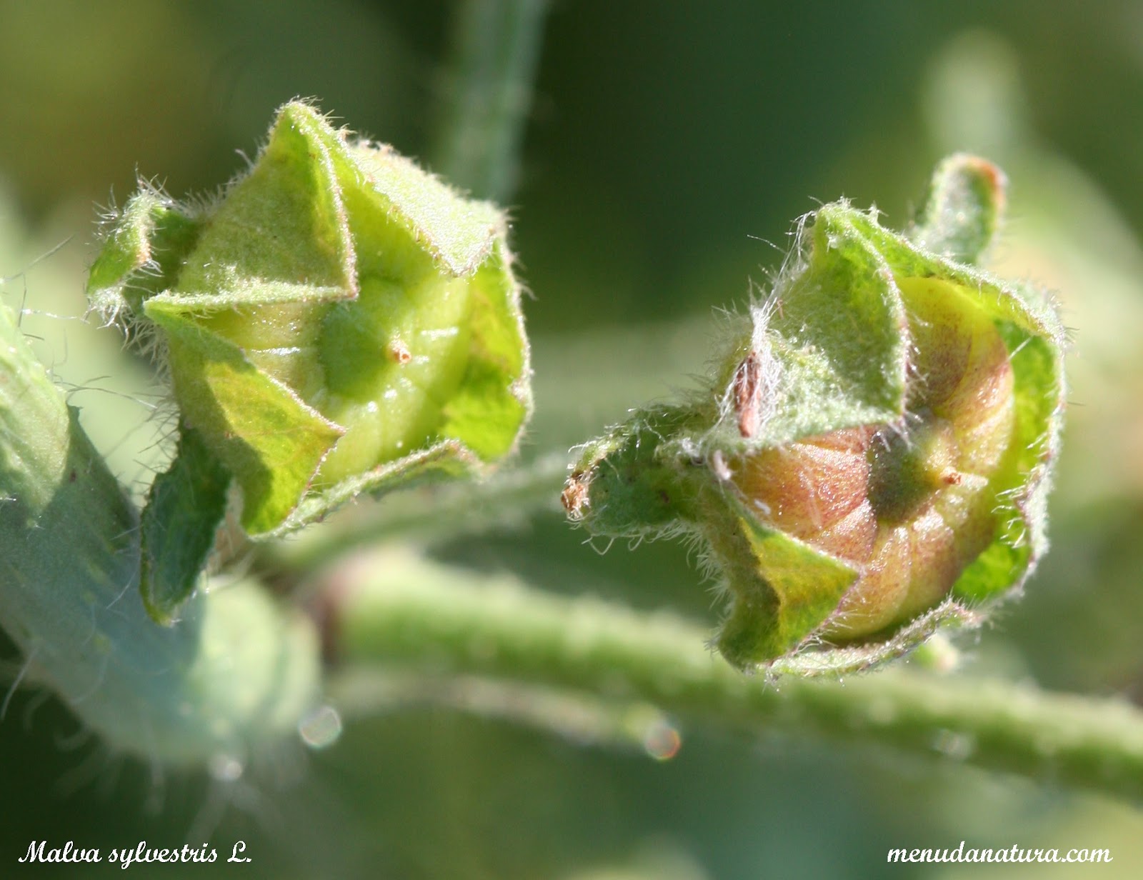 Menuda Natura: Malva sylvestris L.