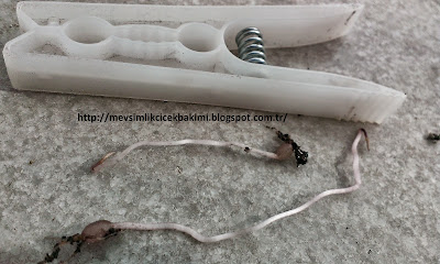 SIKLAMEN (Cyclamen) BAKIMI | Çiçek Bakımı, Çiçek Çeşitleri, Çiçek ...