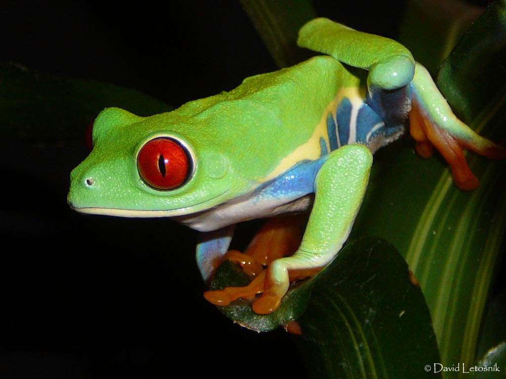 katak pohon Bermata merah (Agalychnis callidryas) | YANJUZ